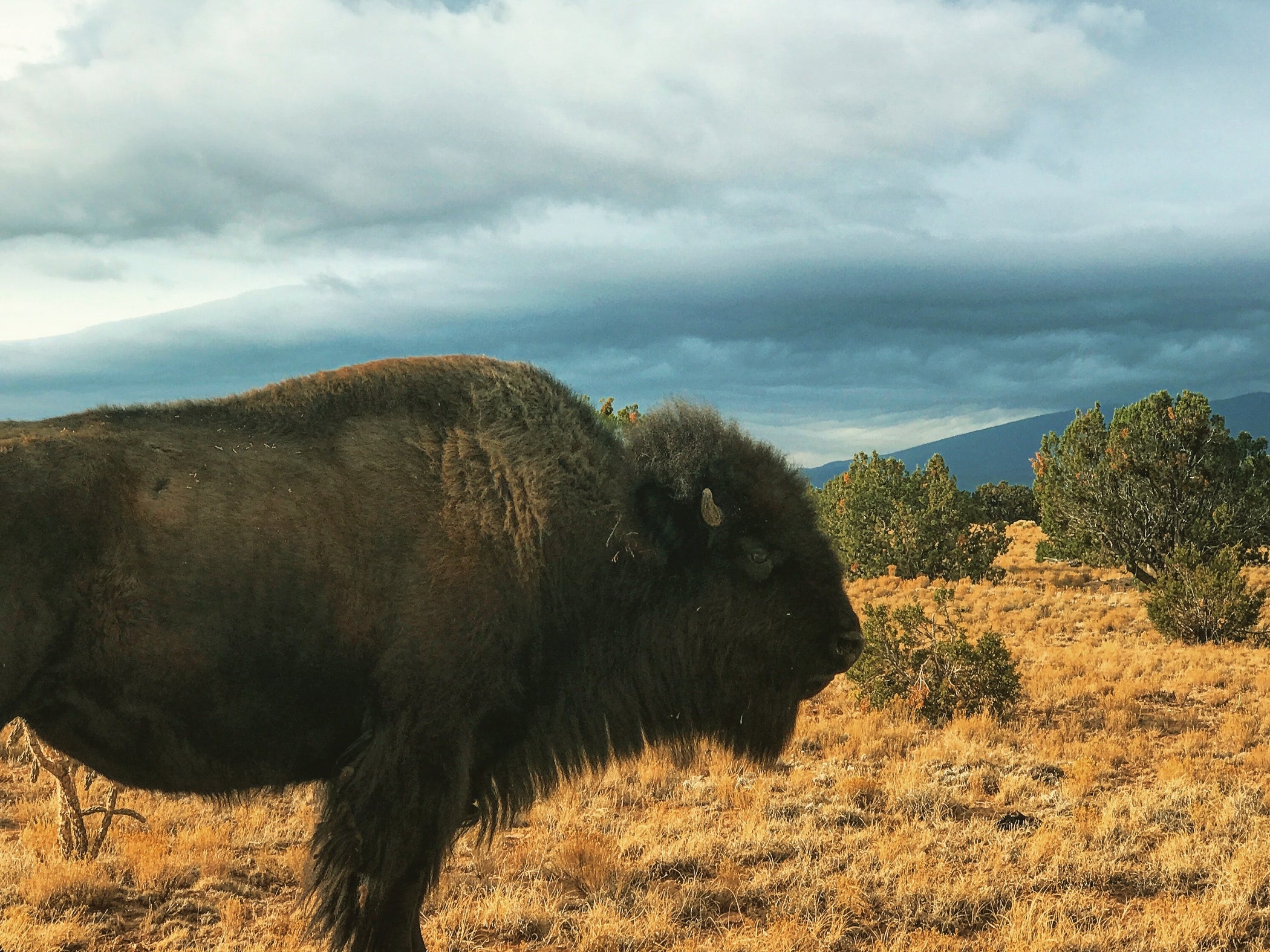 WHAT IS THE DIFFERENCE BETWEEN BUFFALO AND BISON? – Jackson Hole ...