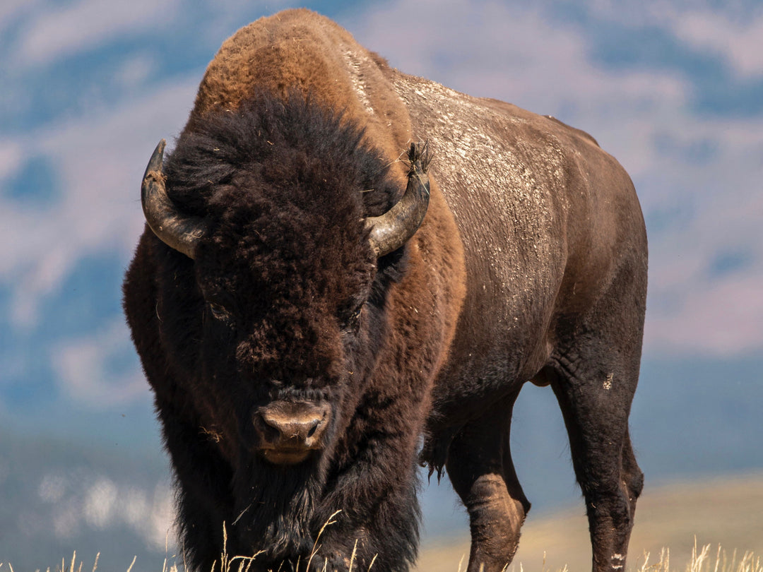 Simple Braised Buffalo Pot Roast – Jackson Hole Buffalo Meat