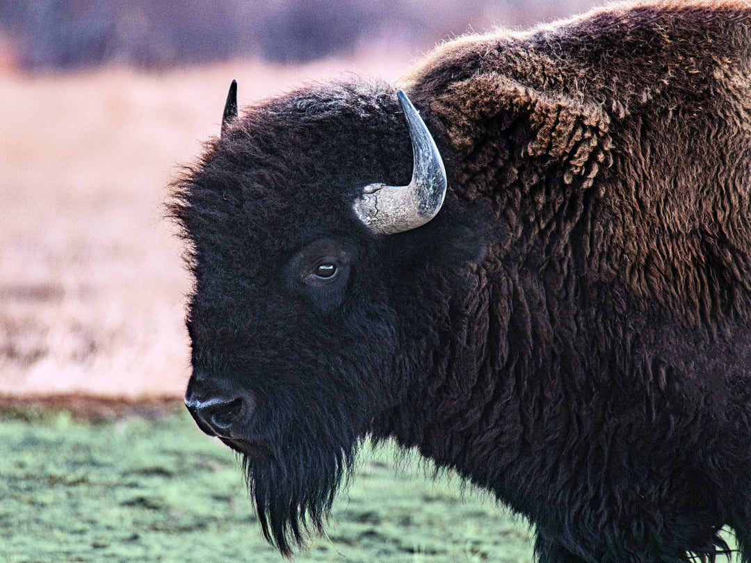 Smoky Marinated Buffalo Back Ribs Recipe – Jackson Hole Buffalo Meat